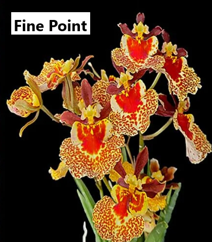 Individual Mini Orchid - Tolumnia - Fine Point – Premium Rare Orchids