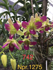 Individual Orchid - Dendrobium - Areedang Pink 'Muatation' – Premium ...