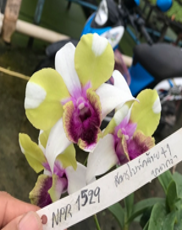 Individual Orchid - Dendrobium - Nopporn Star Bright #1529 – Premium ...