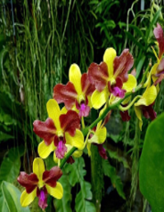 Individual Orchid - Dendrobium - Thongchai Gold 3 Lip – Premium Rare ...