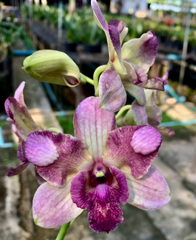 Individual Orchid - Dendrobium - Nopporn Star Bright #790 – Premium ...