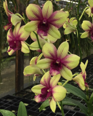 Individual Orchid - Dendrobium - Anucha Flare x Burana Green – Premium ...