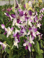 Individual Orchid - Dendrobium - Areedang Blue – Premium Rare Orchids