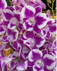 Individual Orchid - Dendrobium - Ekapol Splash '2055' – Premium Rare ...
