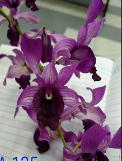 Individual Orchid - Dendrobium - Indonesia Raya Red – Premium Rare Orchids
