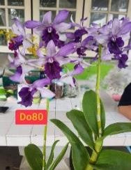 Individual Orchid - Dendrobium - Serene Chang Blue – Premium Rare Orchids