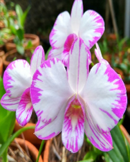 Individual Mini Orchid - Dendrobium - Enobi – Premium Rare Orchids