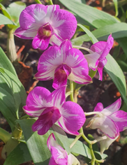 Individual Mini Orchid - Dendrobium - Micky Mouse – Premium Rare Orchids