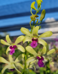 Individual Orchid - Dendrobium - Uthai Green – Premium Rare Orchids