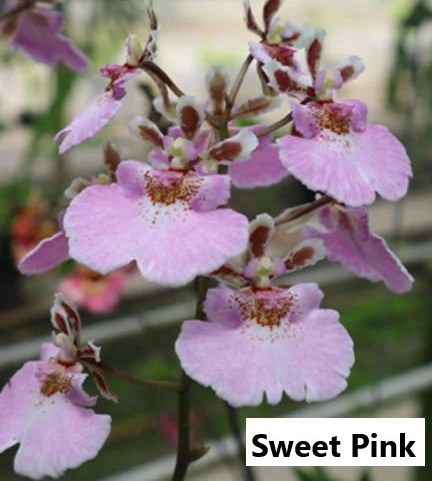 Individual Mini Orchid - Tolumnia - Sweet Pink – Premium Rare Orchids