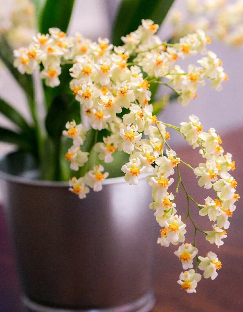 Individual Mini Oncidium - Chian Tzy Gold Dust – Premium Rare Orchids