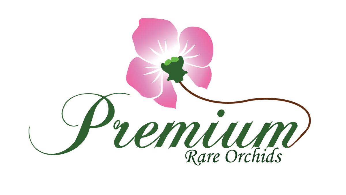 Individual Orchids – Premium Rare Orchids