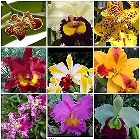 4 Different Cattleyas - Live Orchid Plants – Premium Rare Orchids