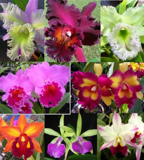 5+ Live Orchid Plants | Free Shipping | Start Your Orchid Collection ...